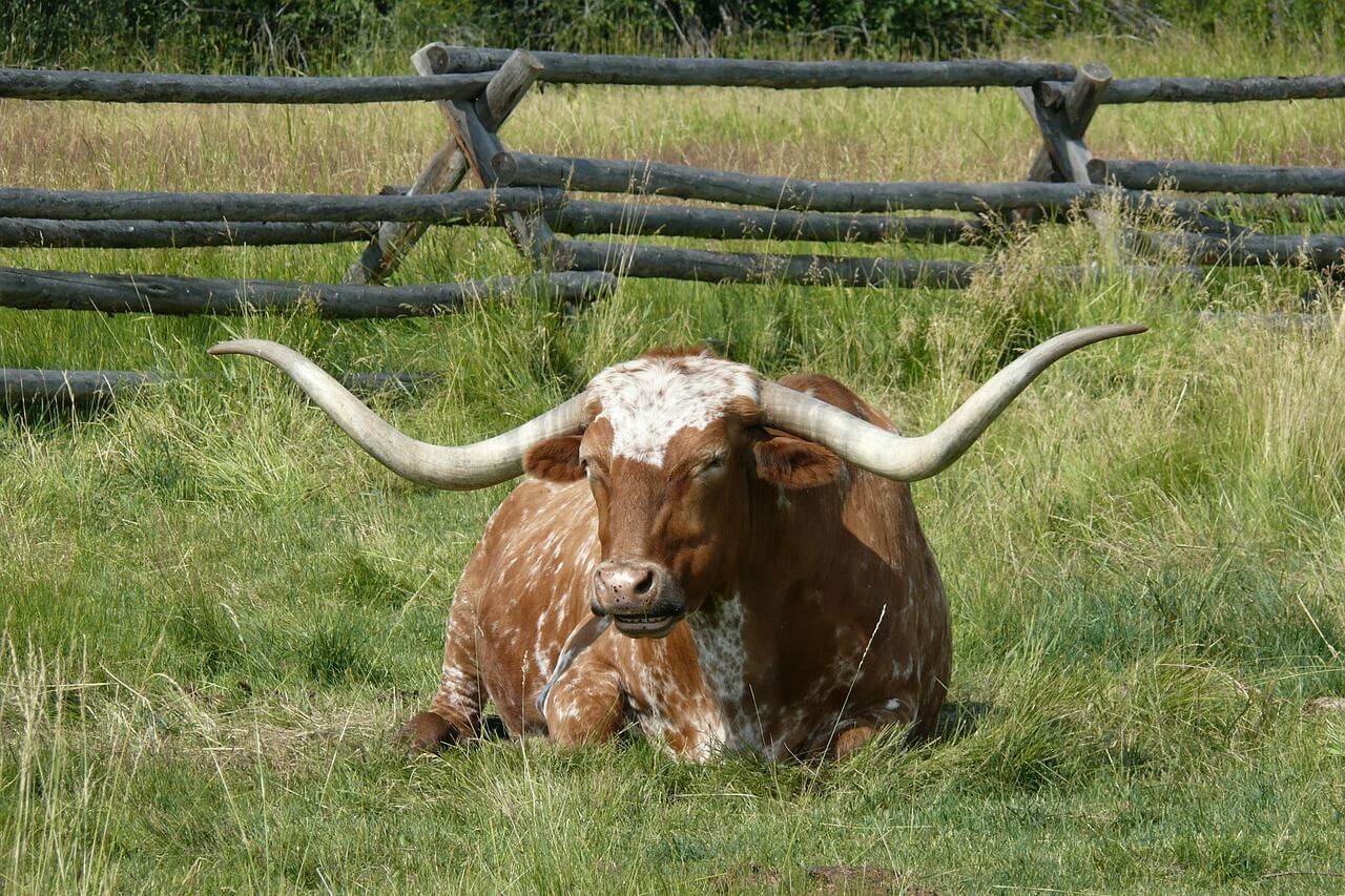 30 Awesome Facts About Texas (Know Before You Go) | That Texas Couple