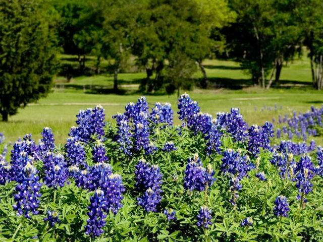 Bluebonnets in Texas: 12 Great Places to See Them | That Texas Couple