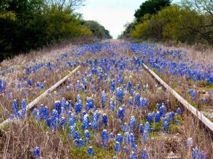 Bluebonnets in Texas: 12 Great Places to See Them | That Texas Couple