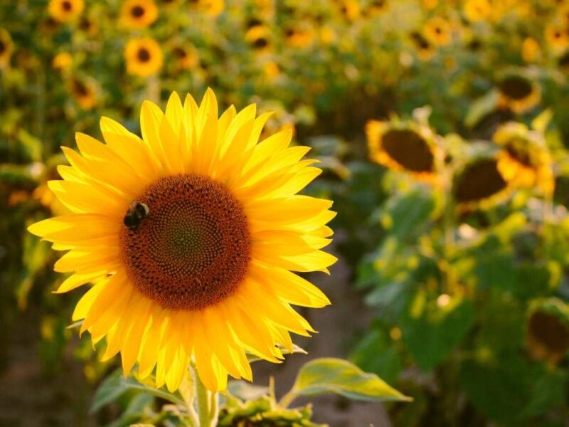 15 Amazing Sunflower Fields in Texas | That Texas Couple