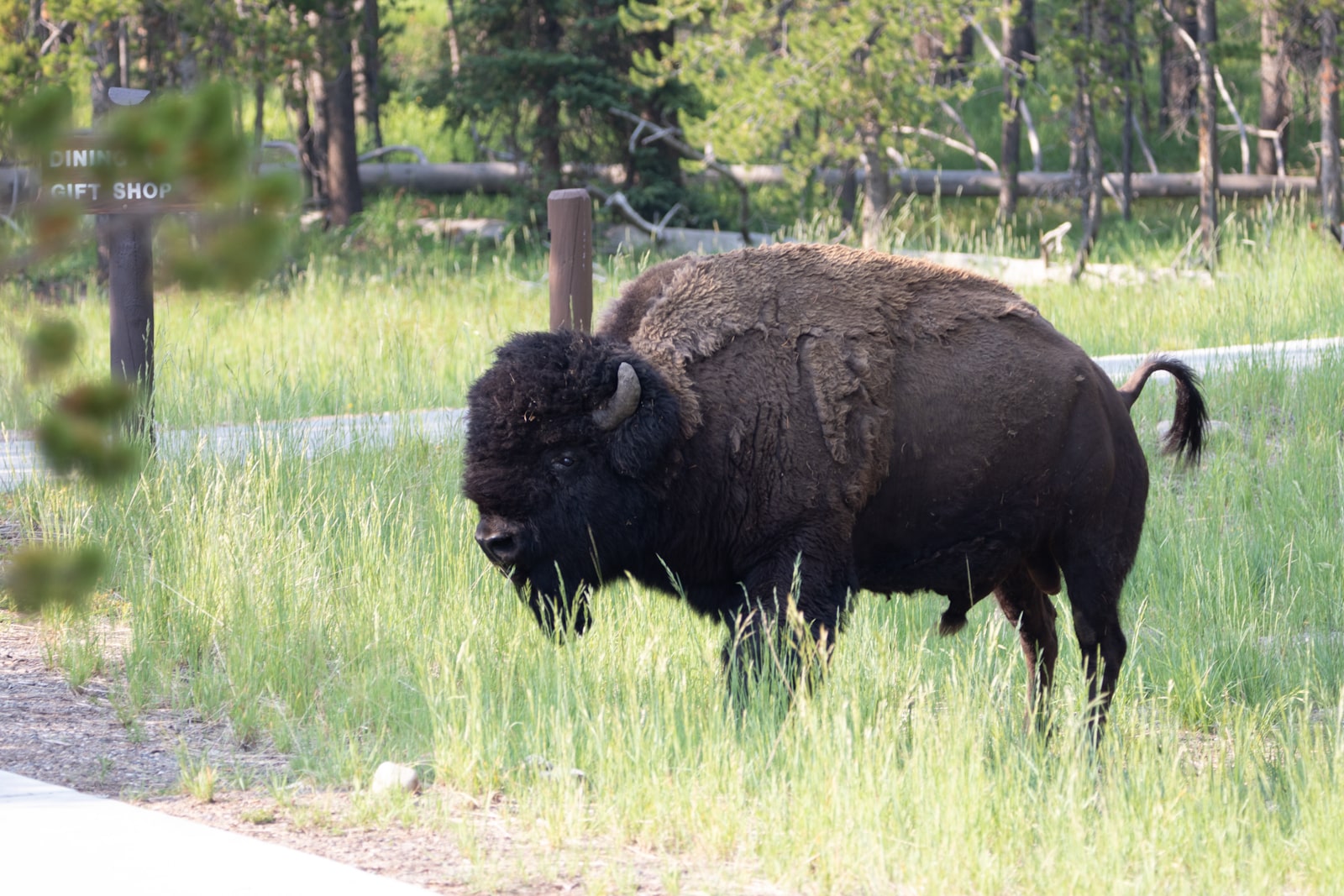 The Ultimate 3 Day Yellowstone Itinerary | That Texas Couple