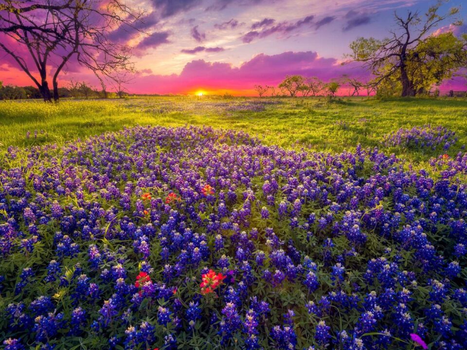 Bluebonnets in Texas: 12 Great Places to See Them | That Texas Couple