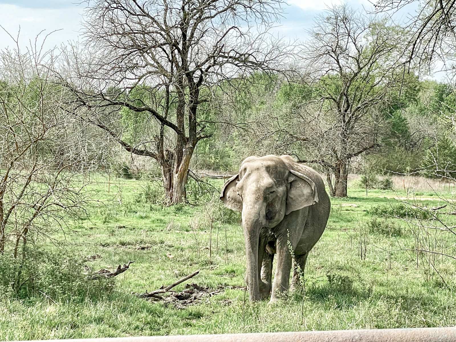 Weekend at the Oklahoma Elephant Sanctuary - That Texas Couple