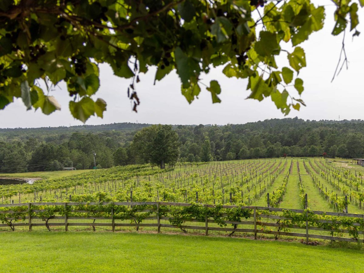 Enoch's Stomp Vineyard & Winery: The Perfect Weekend Getaway | That ...